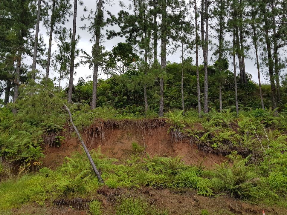 TREE CUTTING ON QUEENS ROAD AT VEISARI, LAMI FROM 9AM TO 1PM, EXPECT ...